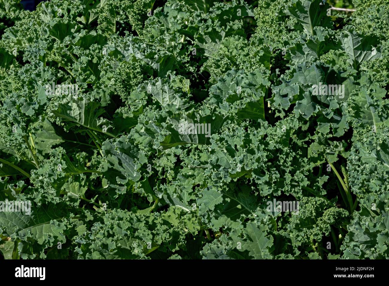 Kale or leaf cabbage in the home garden. It is one of certain cultivars ...
