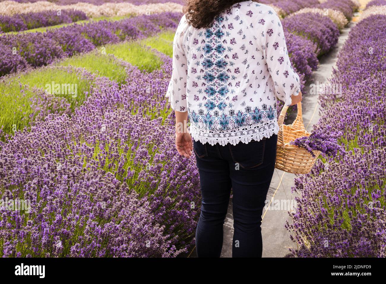 Lavender field woman hi-res stock photography and images - Alamy