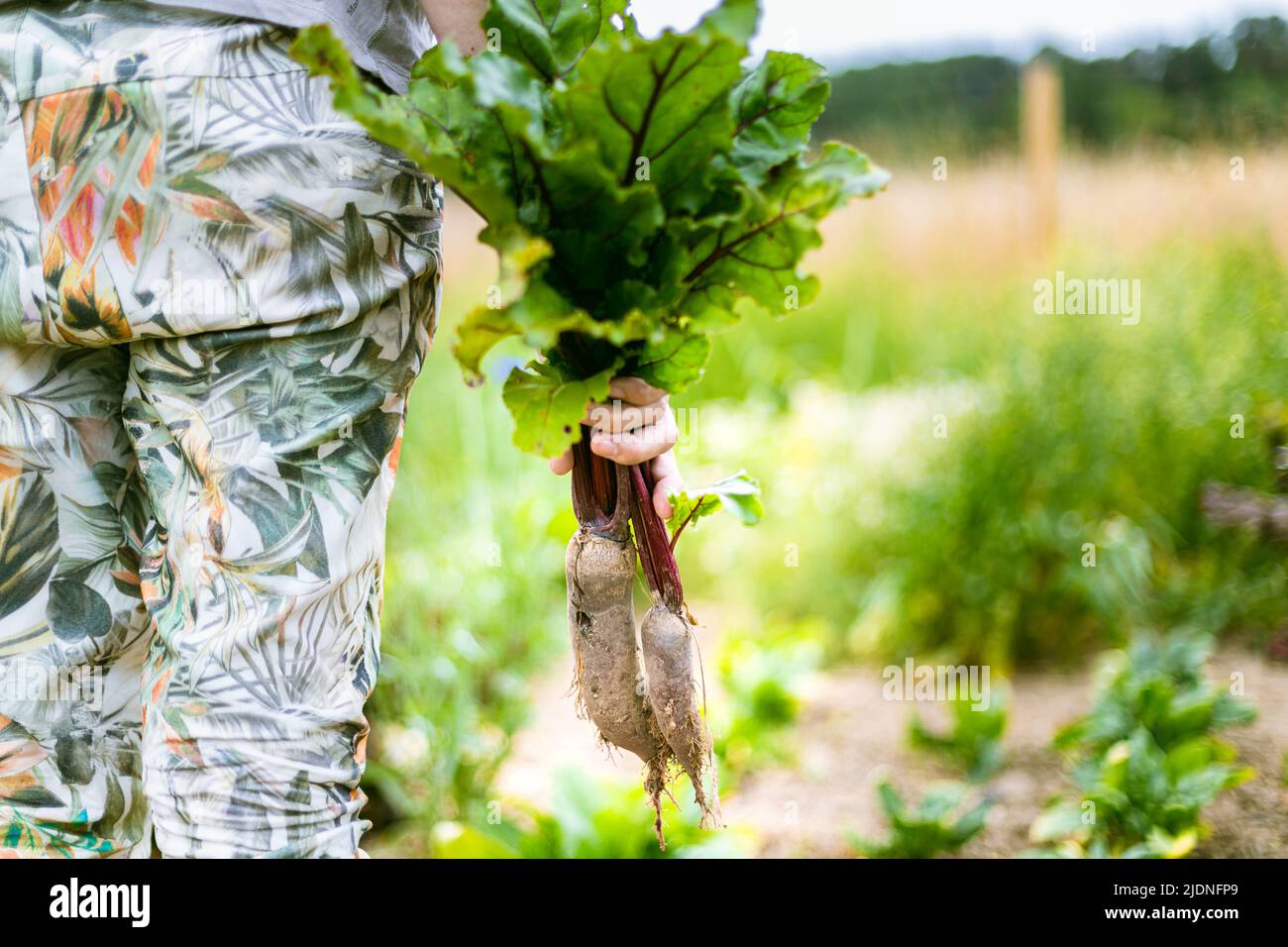 woman on the field holding two self grown organic beetroots in her hand ...