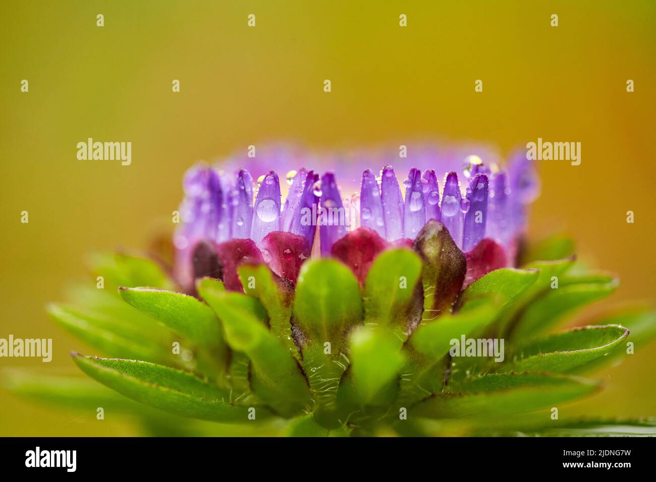 Flowers Astra in the garden after rain in selective focus. Fresh ...