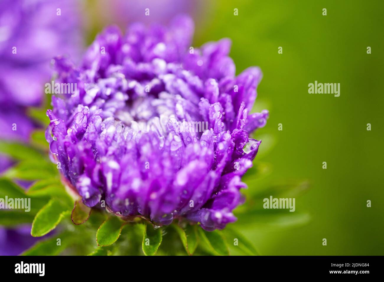 Purple Astra flower with raindrops on the petals. Selective focus ...