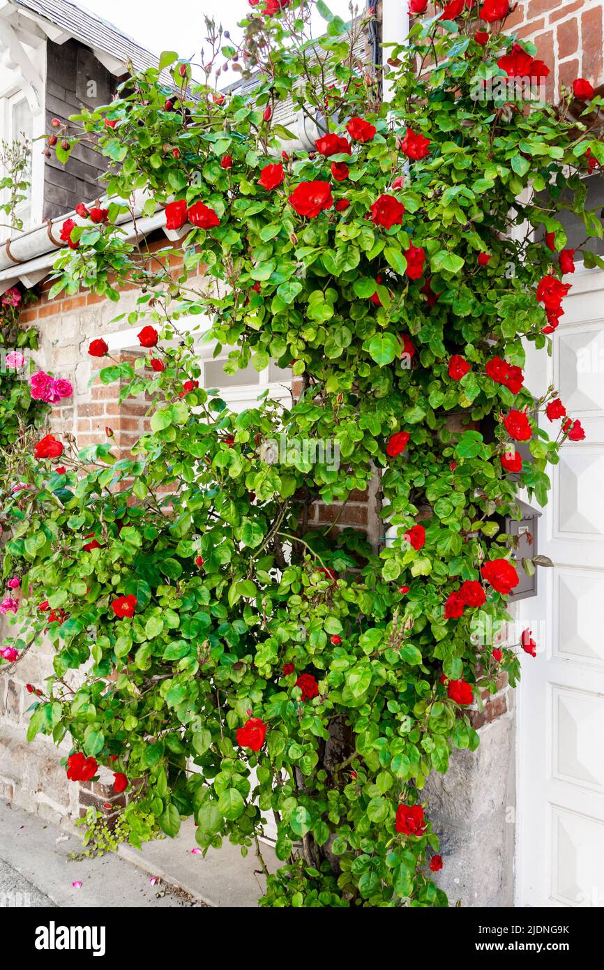 Red climbing rose Stock Photo - Alamy