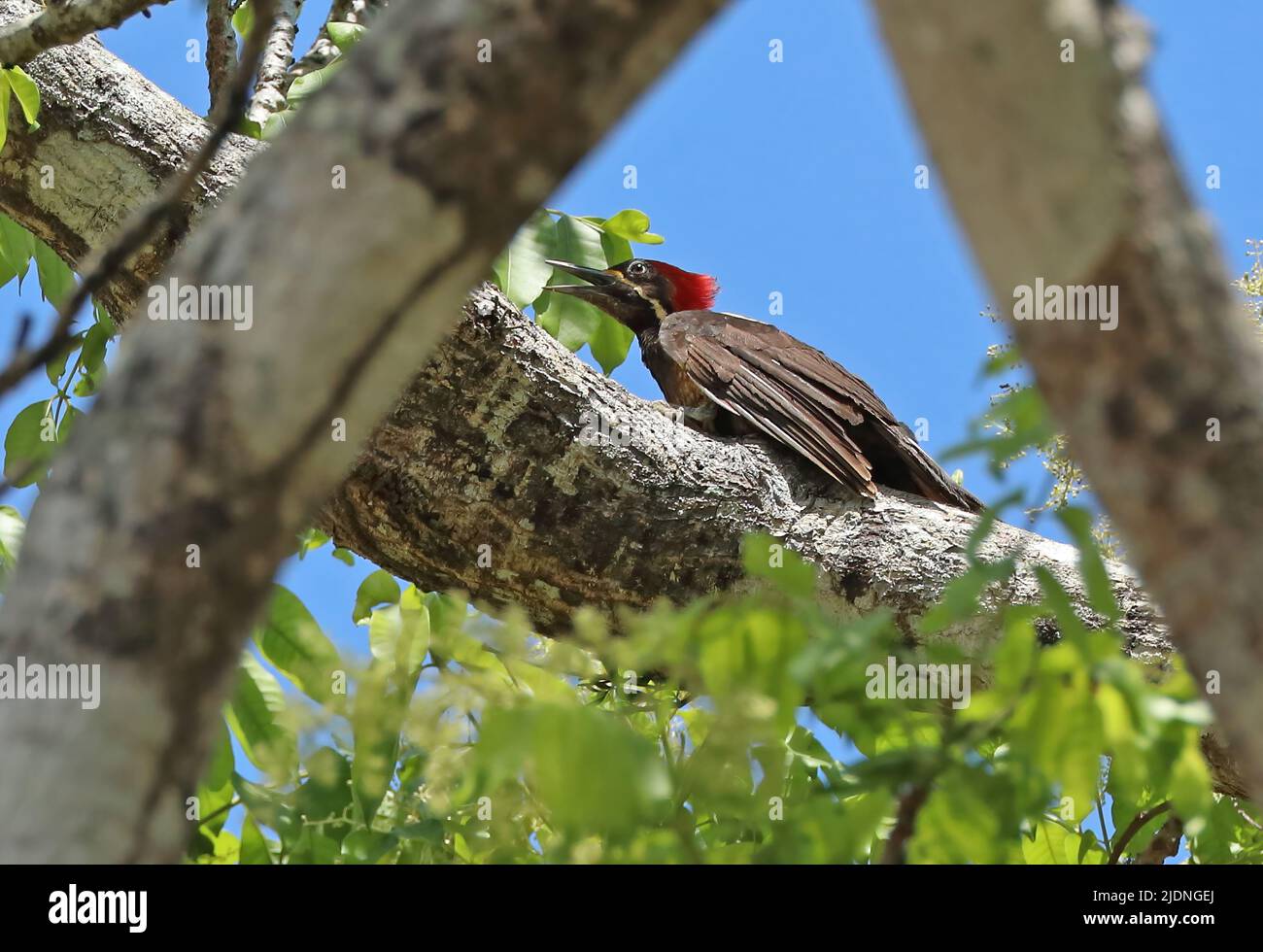 Lineated Woodpecker (Hylatomus lineatus lineatus) adult female clinging ...