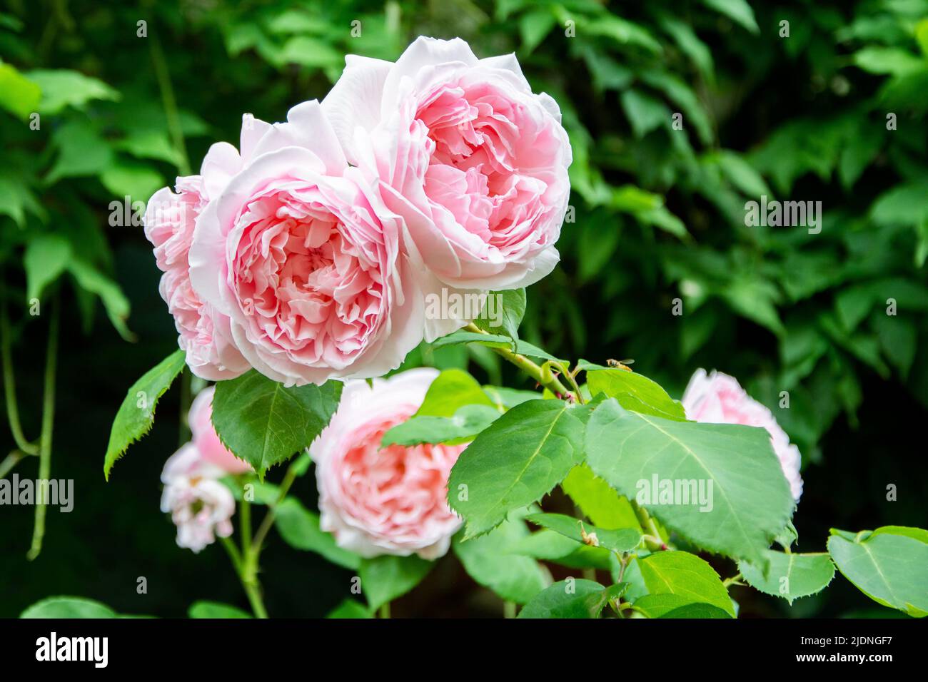 Roses of pale pink color Stock Photo - Alamy
