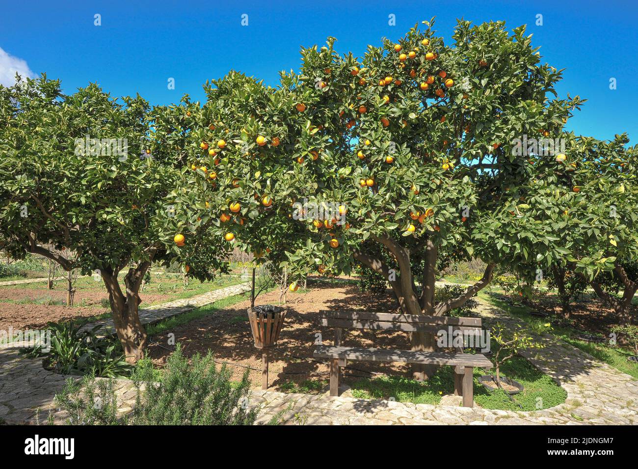 Orange tree with ripe fruit Stock Photo - Alamy