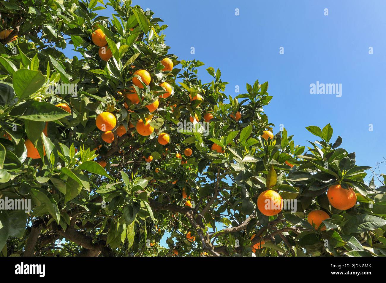 Orange tree with ripe fruit Stock Photo - Alamy