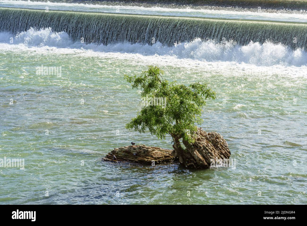Little tree hi-res stock photography and images - Alamy