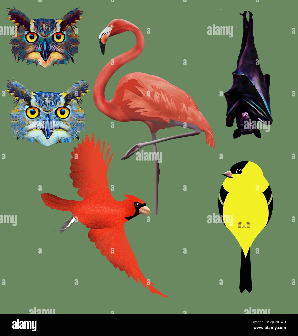 Great horned ows, flamingo, fruit bat, cardinal and golfinch bird are ...