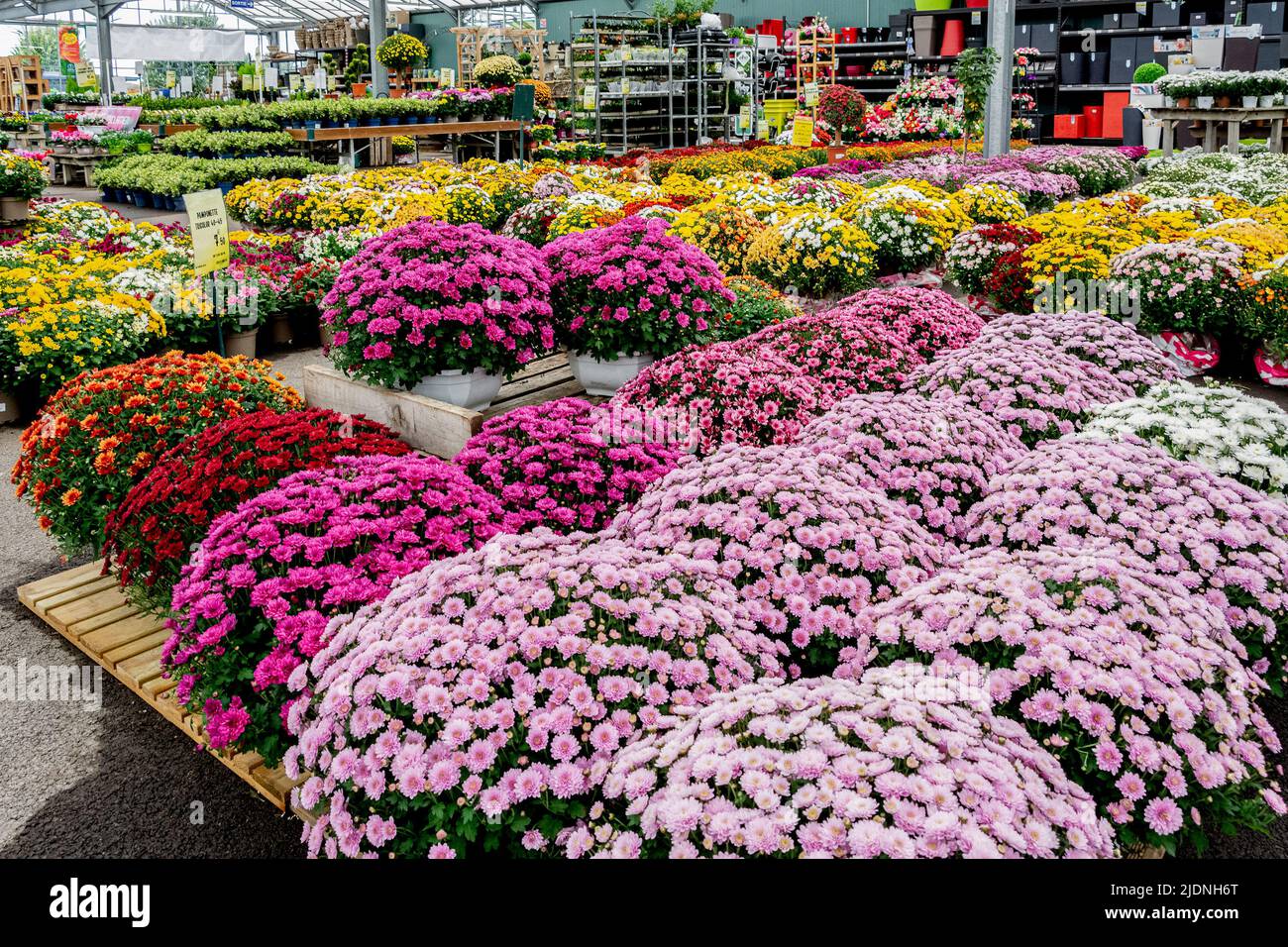 Chrysanthemums, flowers of All Saints Commemoration of the deceased ...