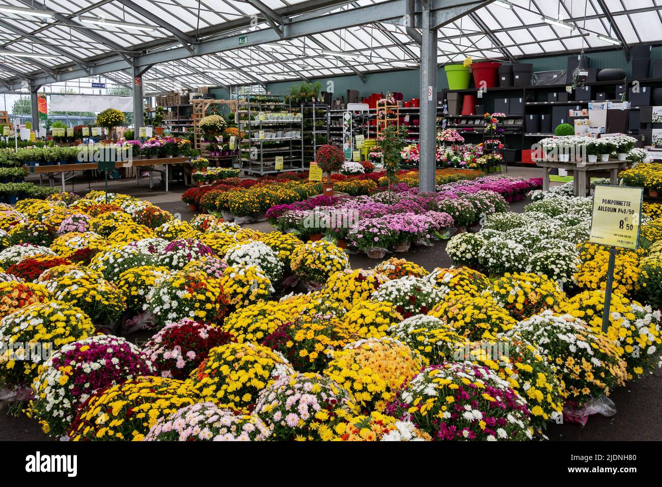 Chrysanthemums, flowers of All Saints Commemoration of the deceased ...