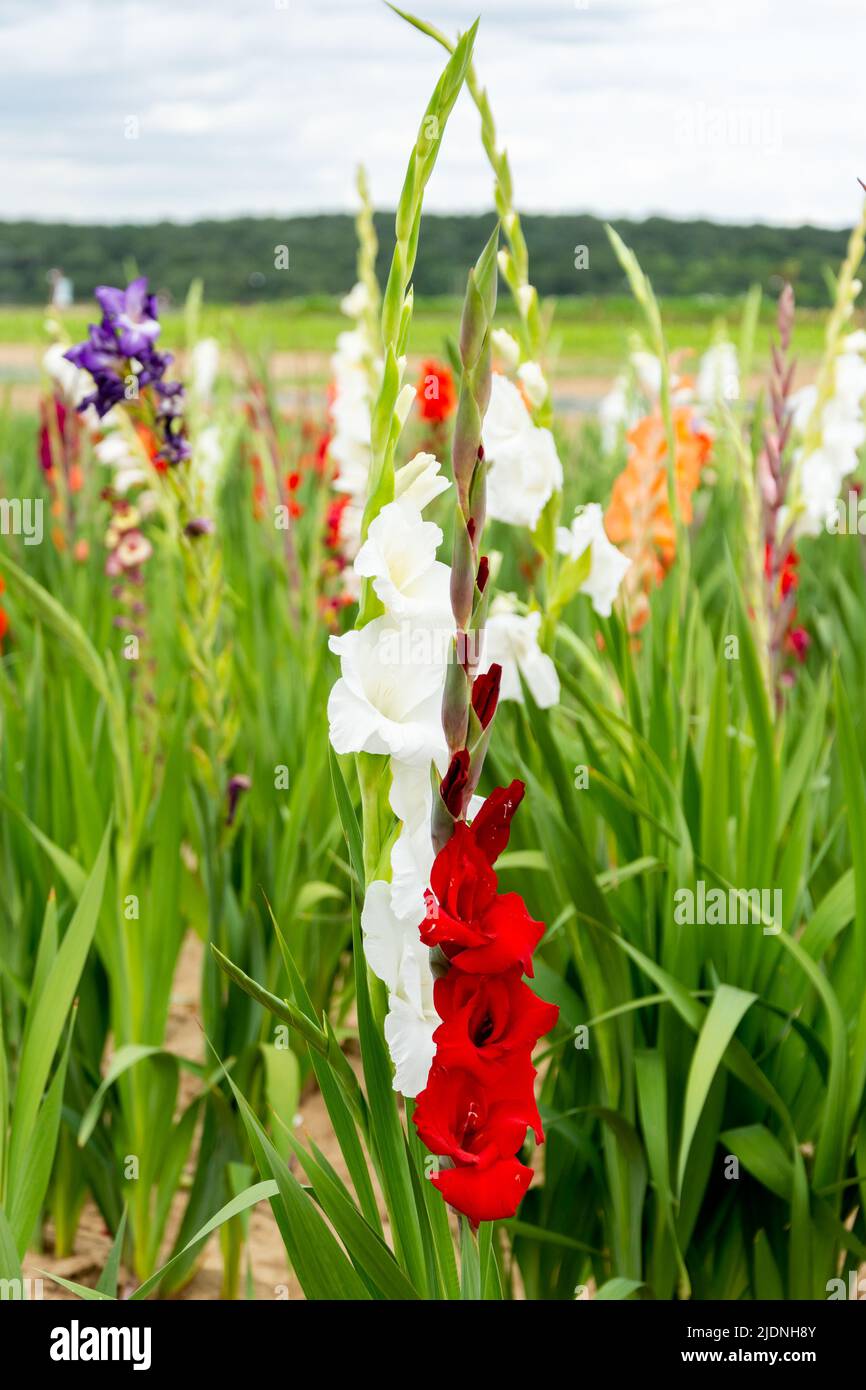 Fields of multicolored gladioli Stock Photo - Alamy
