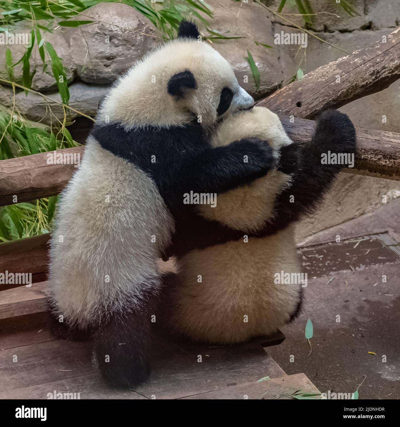 Giant pandas, bear pandas, two babies playing together Stock Photo - Alamy