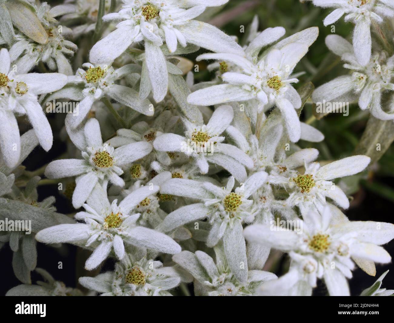 Edelweiss or Leontopodium alpinum blooming, top view background ...