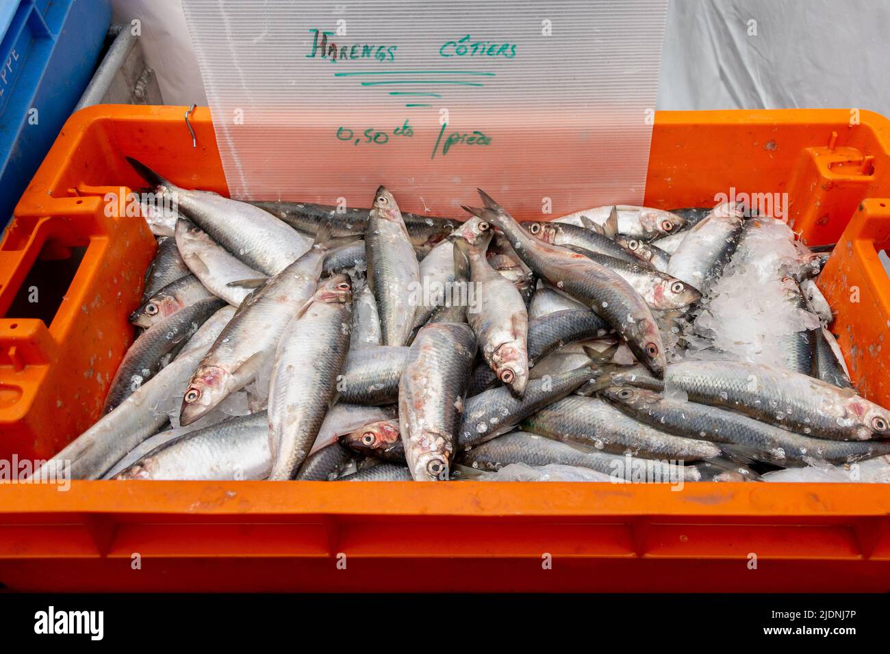 Fresh herring sold on display. Herring fair in France Stock Photo - Alamy