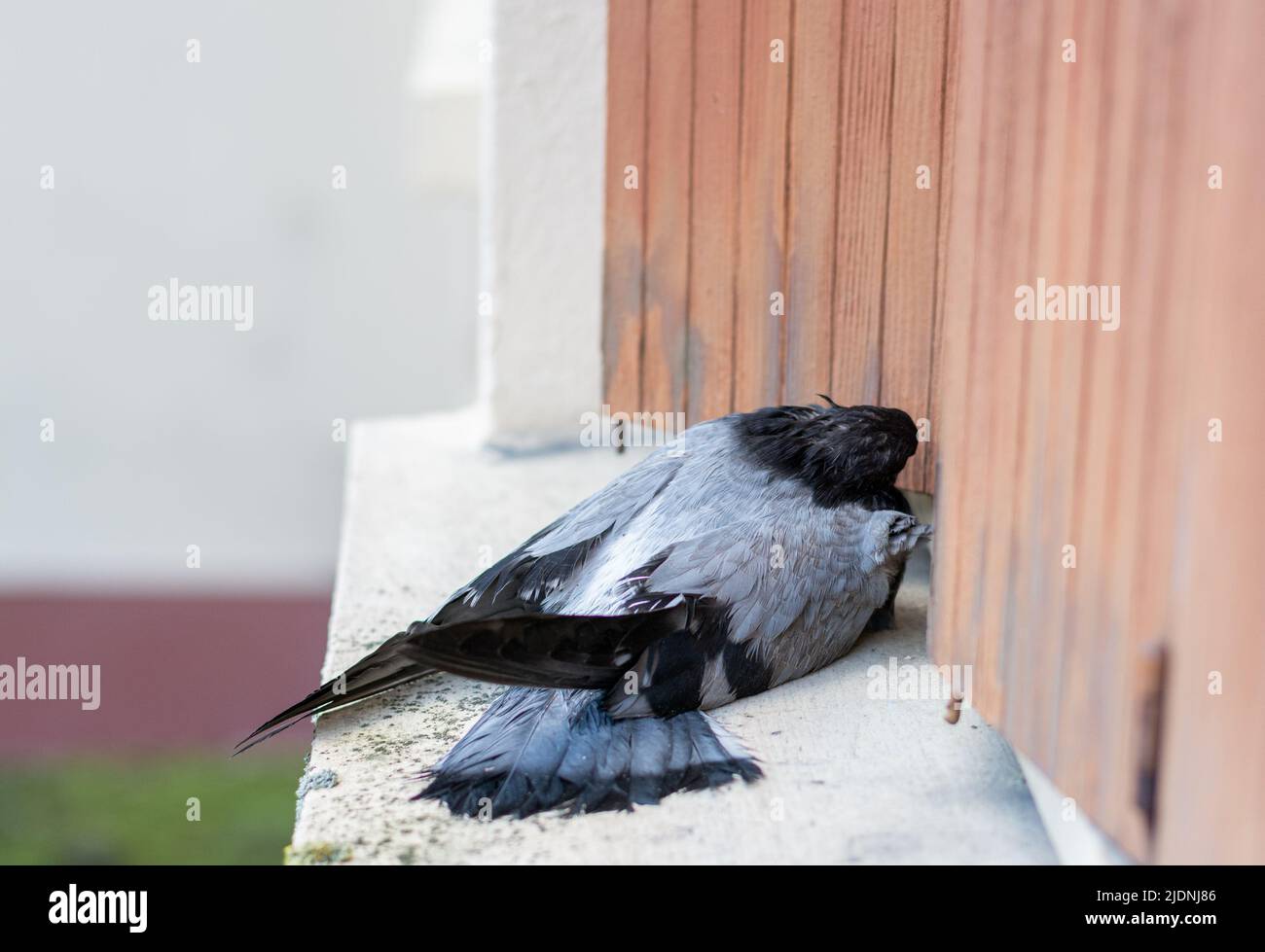 Dead pigeon on a window sill Stock Photo - Alamy