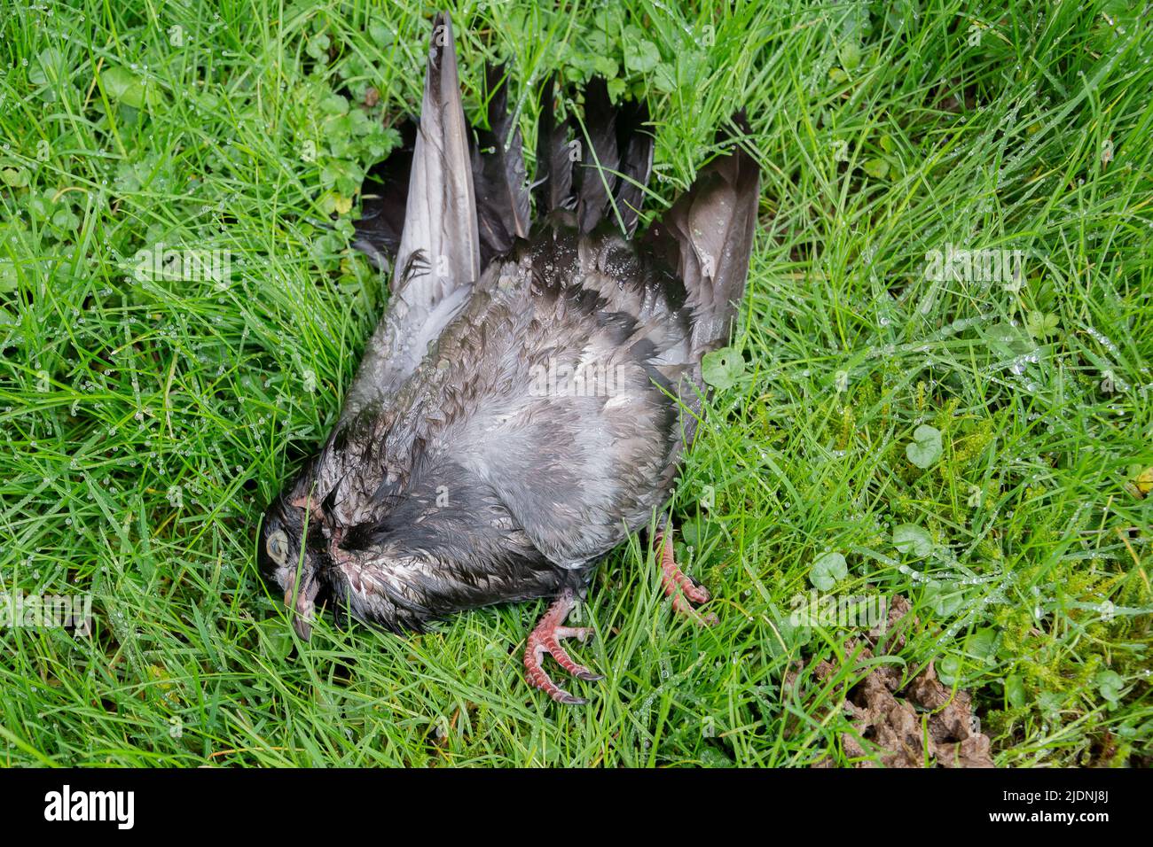 Sick pigeon hi-res stock photography and images - Alamy