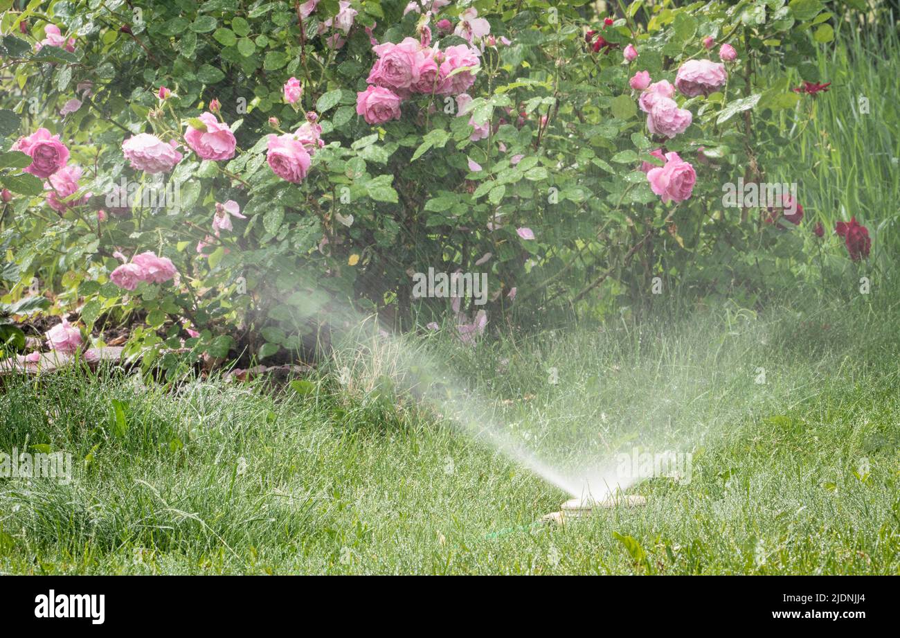 water sprinkler running in a backyard lawn with pink and red rose ...