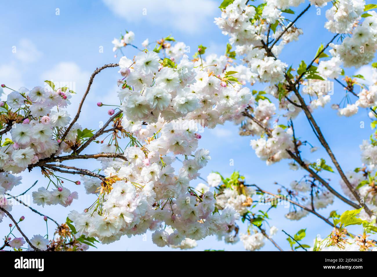 Japanese cherry tree with white flowers Stock Photo - Alamy