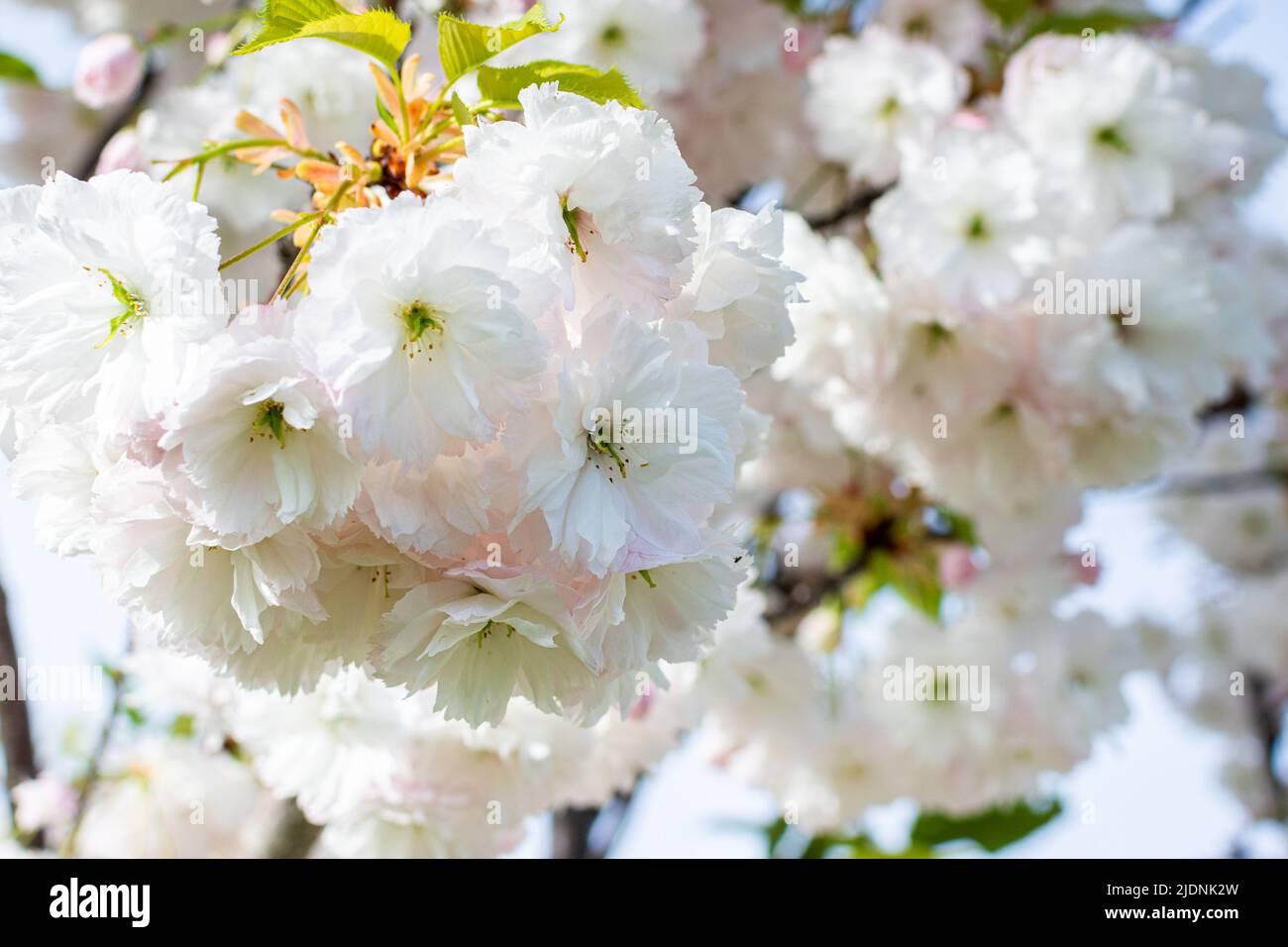 Japanese cherry tree with white flowers Stock Photo - Alamy