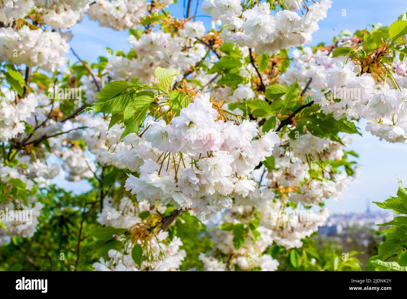 Japanese cherry tree with white flowers Stock Photo - Alamy