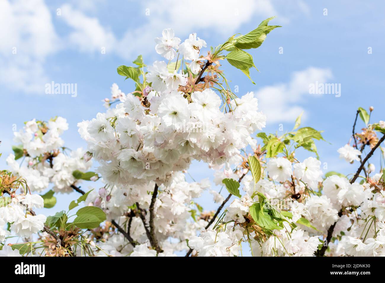Japanese cherry tree with white flowers Stock Photo - Alamy