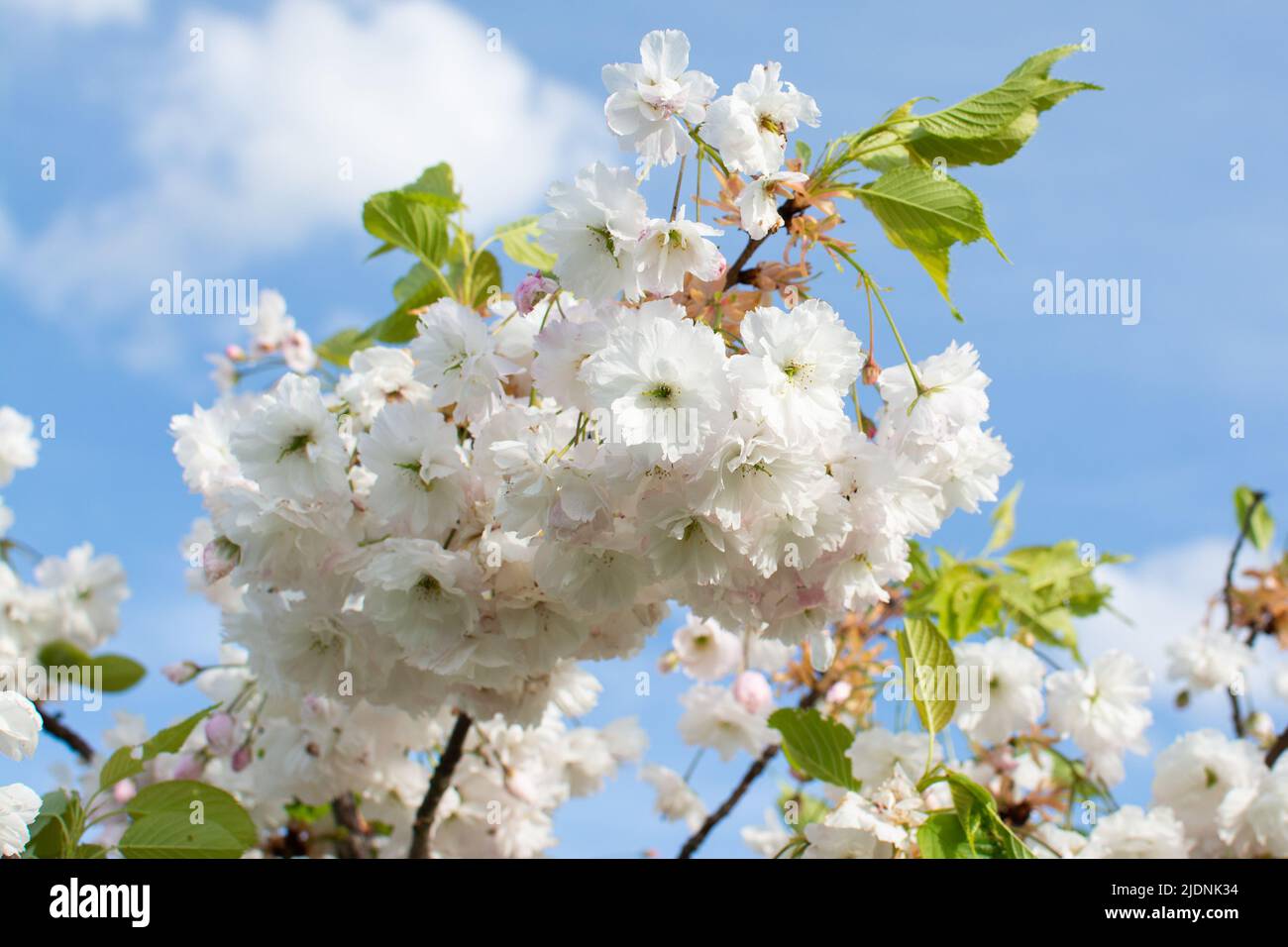 Japanese cherry tree with white flowers Stock Photo - Alamy