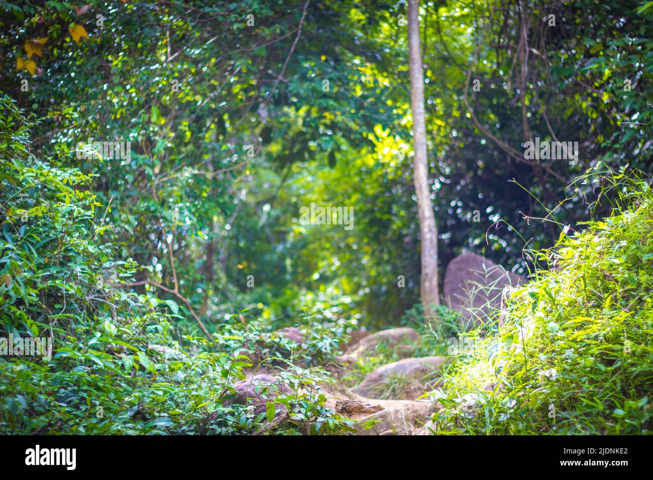 Mystery forest walkway for background Stock Photo - Alamy