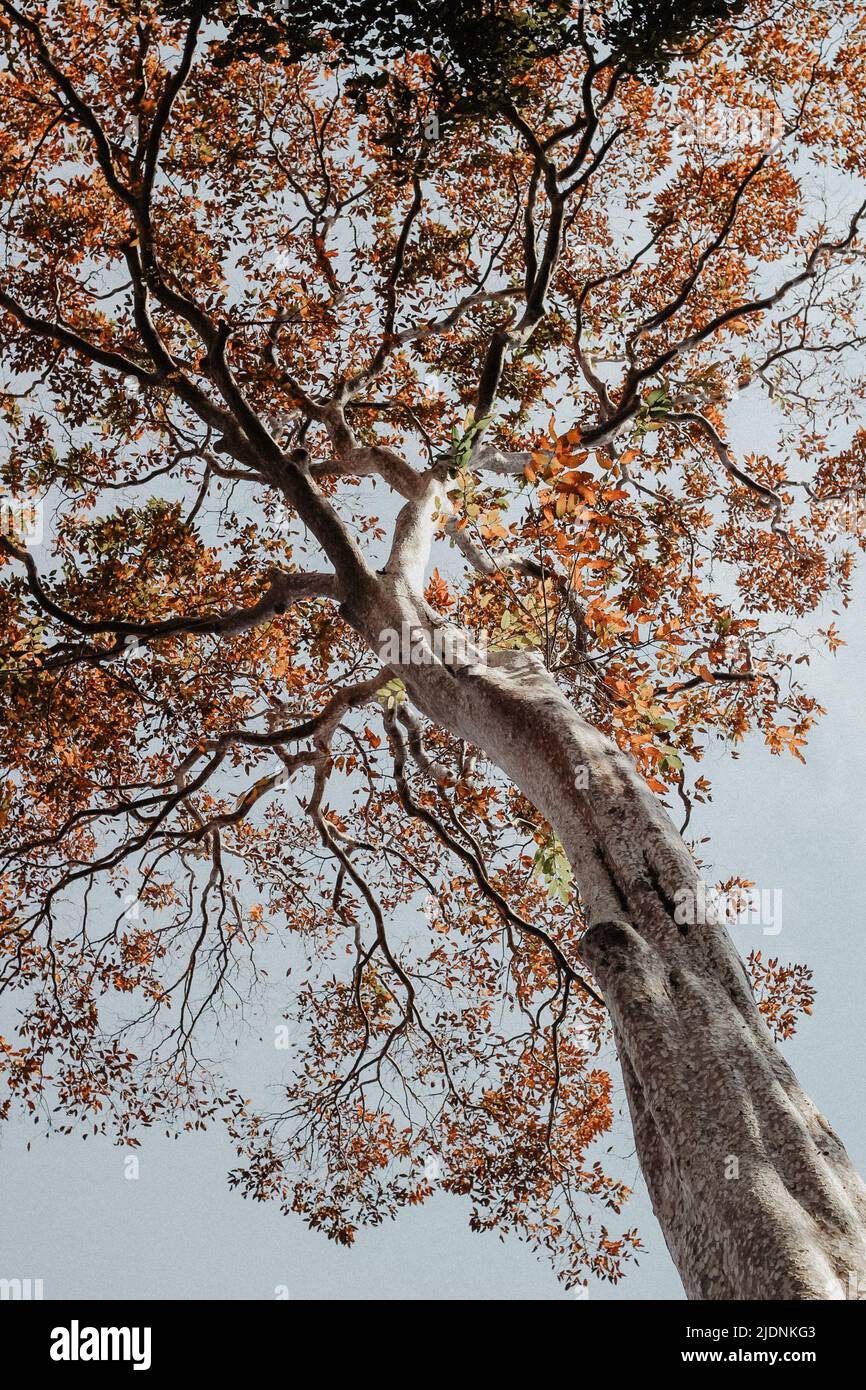 Koh Ker Temple in Cambodia Stock Photo - Alamy