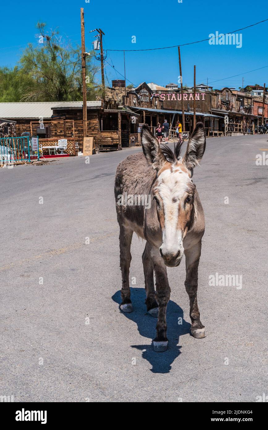 Feral donkey hi-res stock photography and images - Alamy