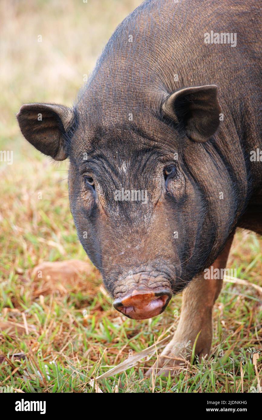 Wild pig close up face Stock Photo - Alamy