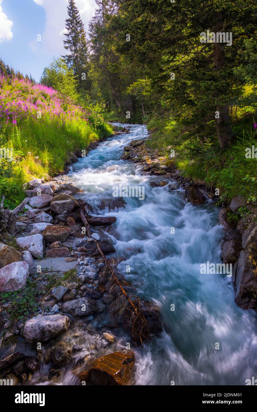 Forrest forrest forrest forrest river hi-res stock photography and ...