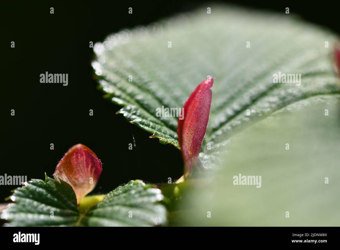 Little buds hi-res stock photography and images - Alamy