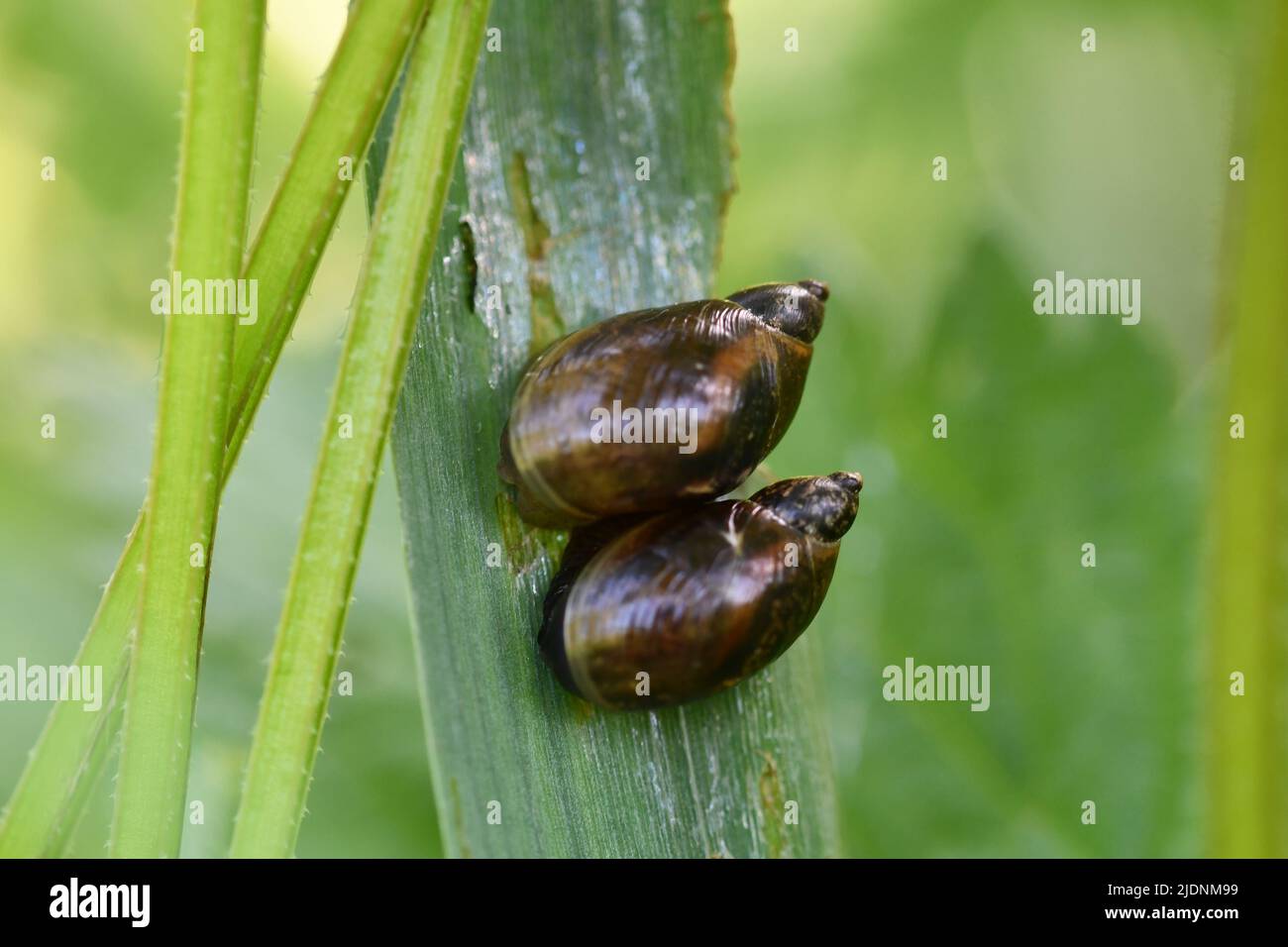 Pictures of snails hi-res stock photography and images - Alamy