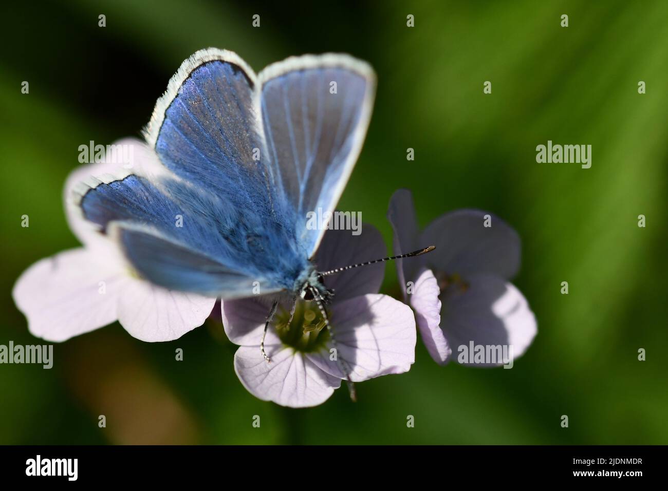 Butterfly, macro. Kilkenny, Ireland Stock Photo - Alamy