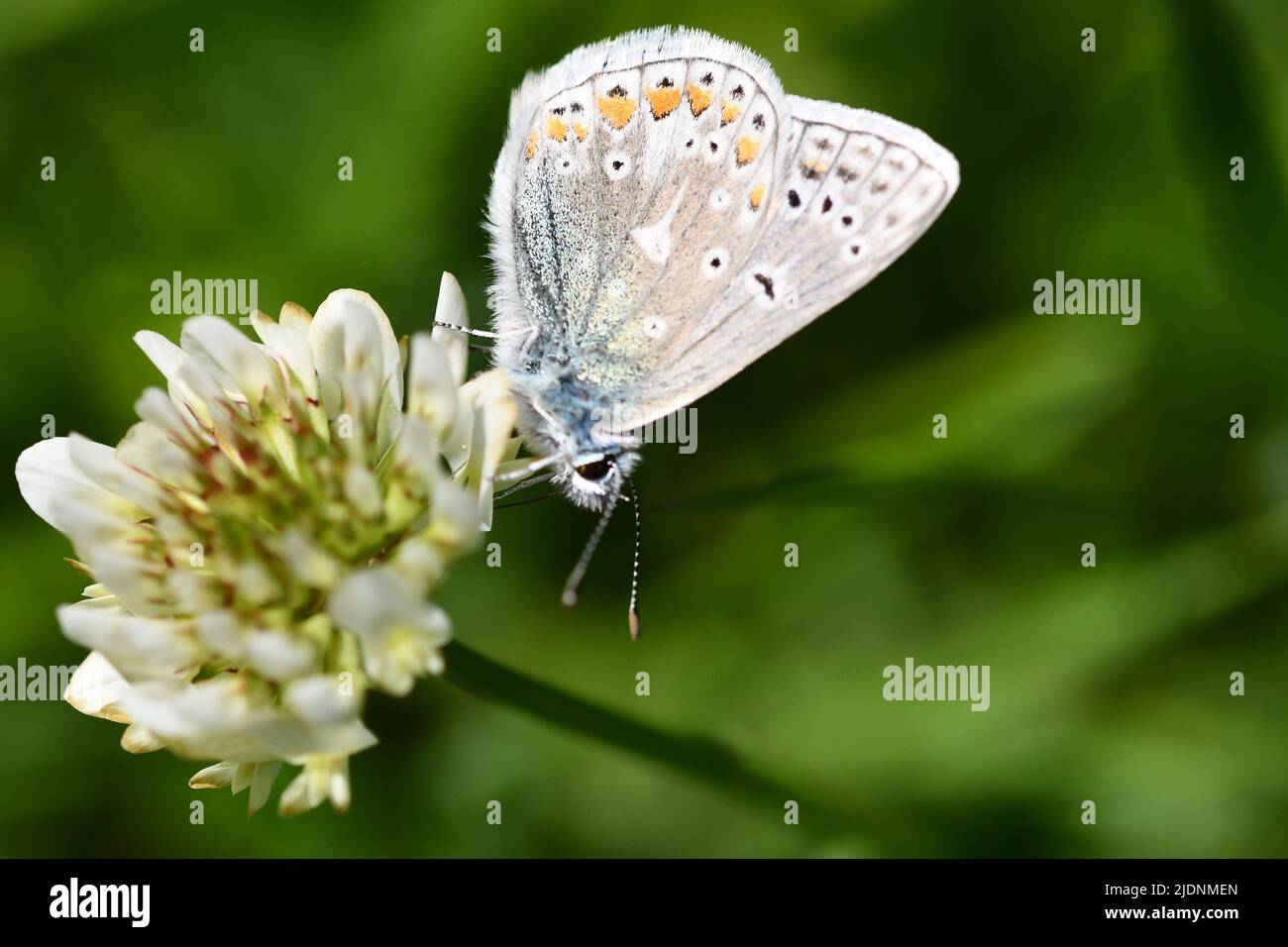 Butterfly, macro. Kilkenny, Ireland Stock Photo - Alamy