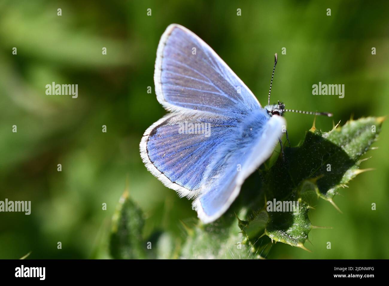 Butterfly, macro. Kilkenny, Ireland Stock Photo - Alamy
