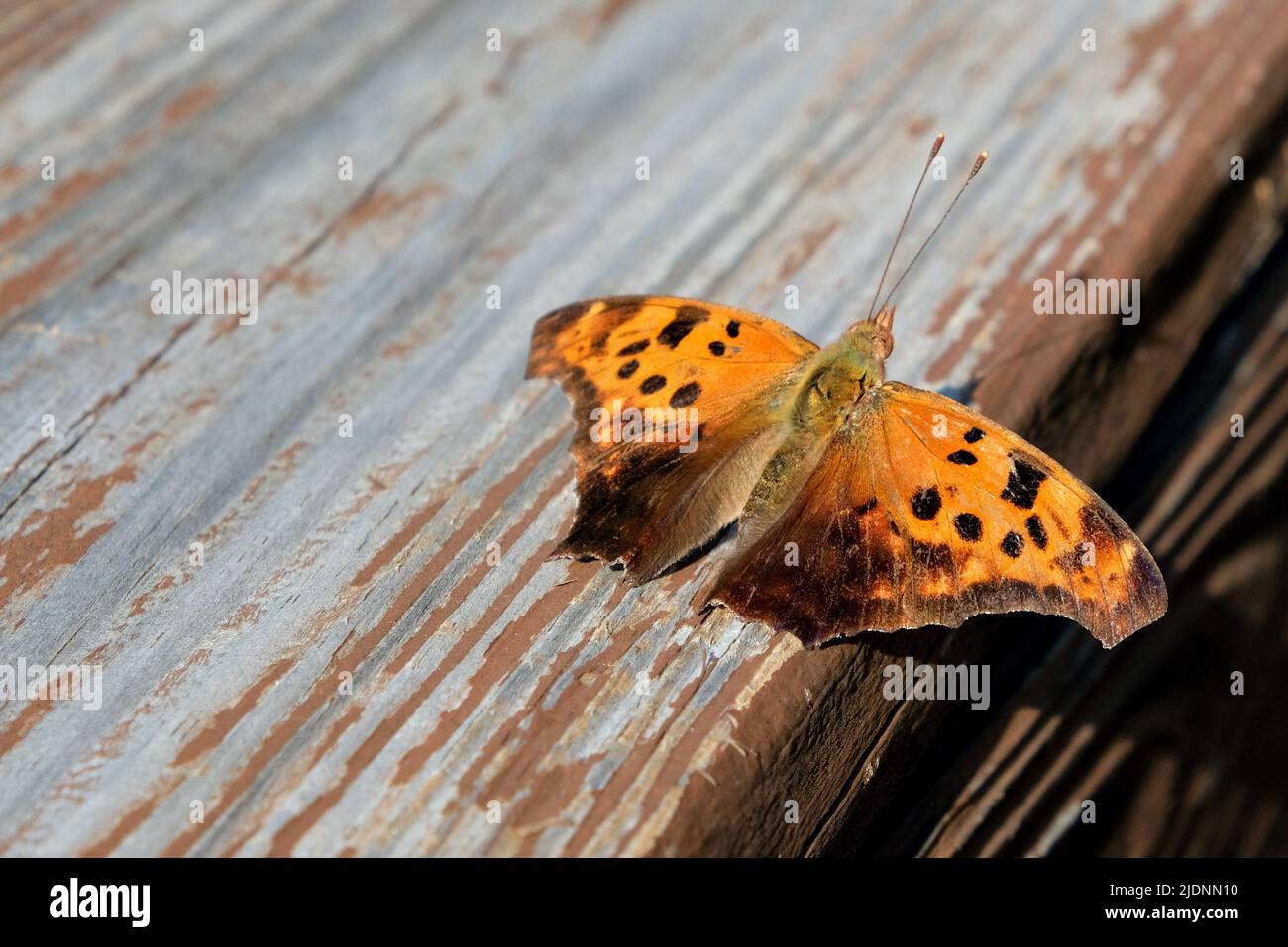 Painted wing fly hi-res stock photography and images - Alamy