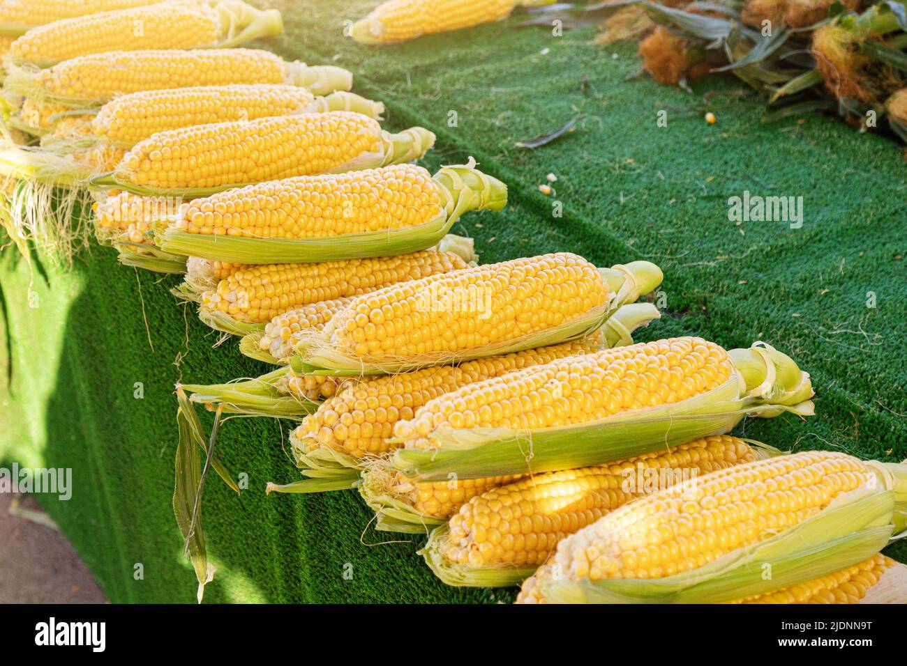 A lot of corn cobs for sale at local farmers market. Street food and ...