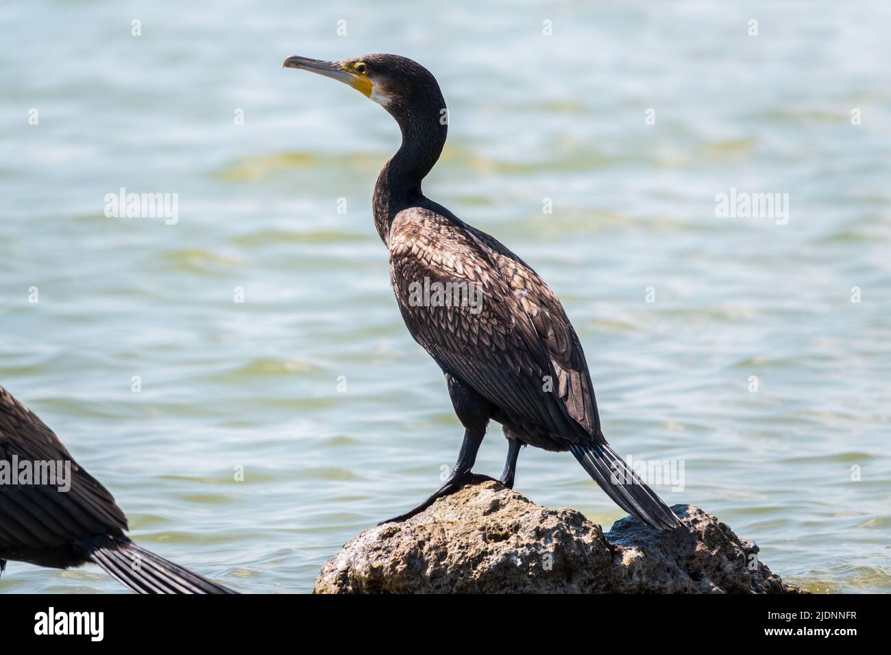 Great cormorant, Phalacrocorax carbo, standing on a stone on the sea shore. The great cormorant ...