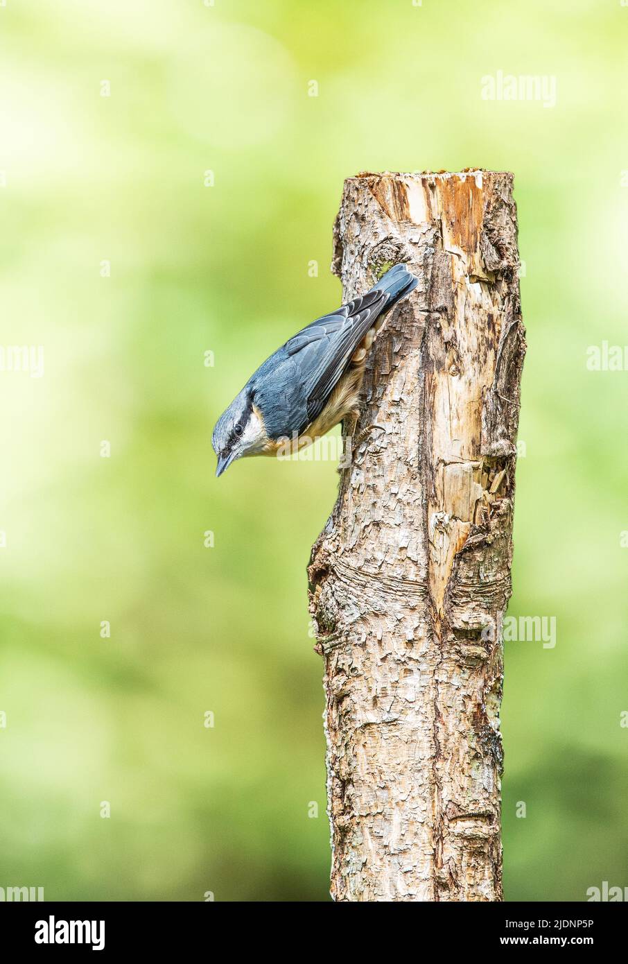 Beige belly feathers hi-res stock photography and images - Alamy