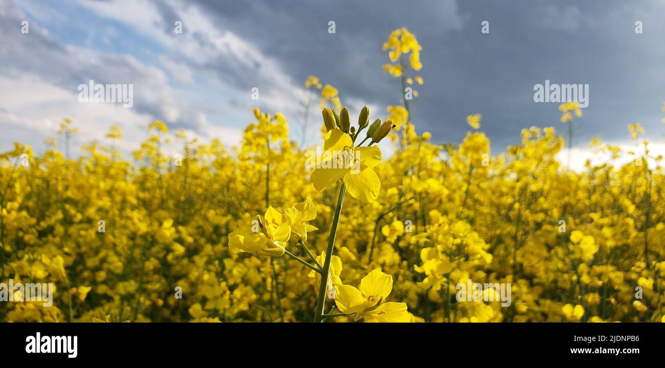 Blooming rapeseed field of Ukraine against the blue sky with clouds ...