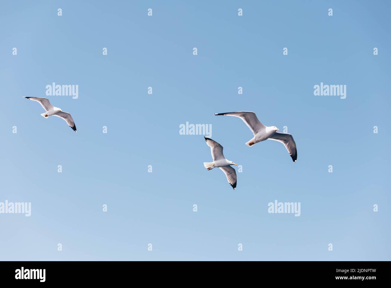 Common sea gulls flock flying In Greece Stock Photo - Alamy