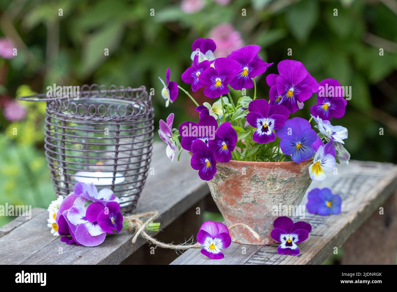purple viola flowers in terracotta pot as floral decoration Stock Photo ...