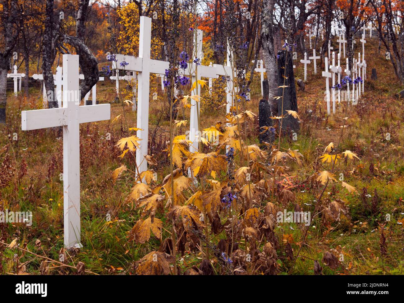Colorful cemetery in autumn, fall. Overblown flowers this side the ...