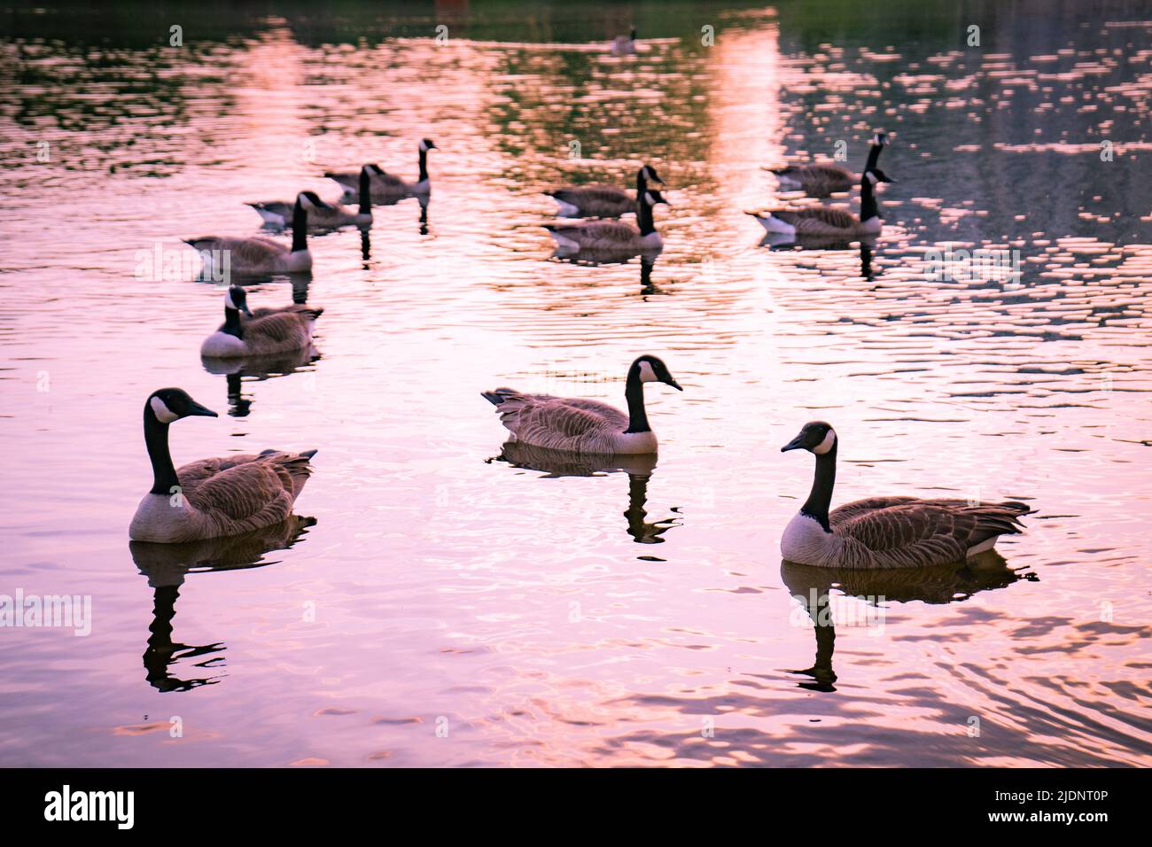 Canada geese on lake ontario hi-res stock photography and images - Alamy