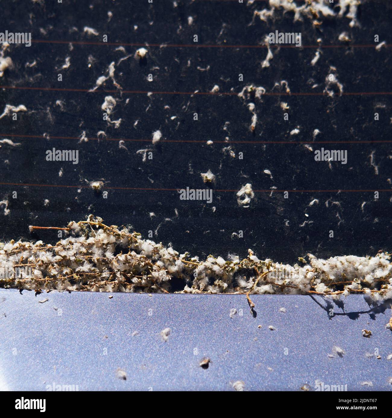 The car is polluted with fallen tree seeds, fluff and dirt from poplars ...