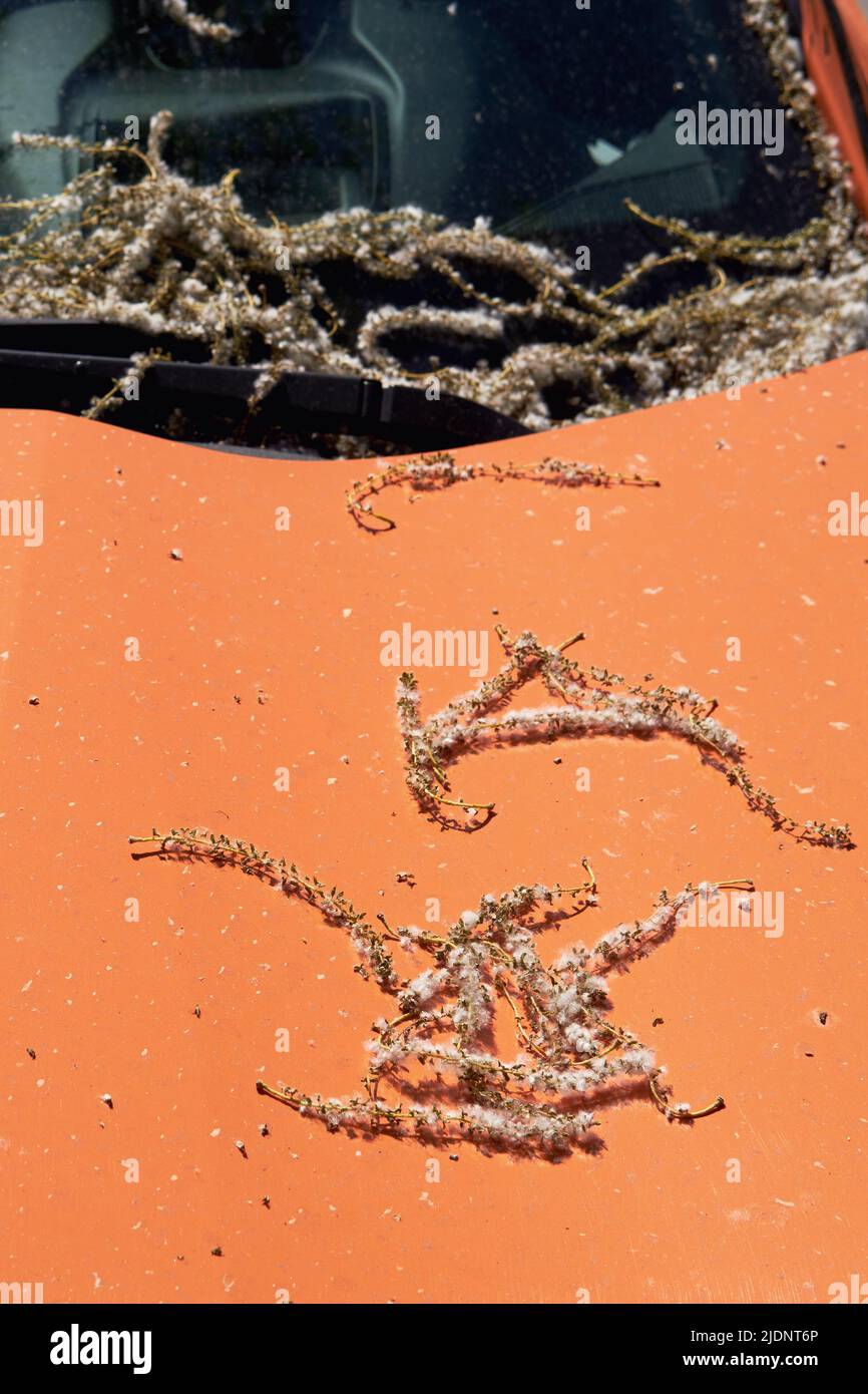 The car is polluted with fallen tree seeds, fluff and dirt from poplars ...