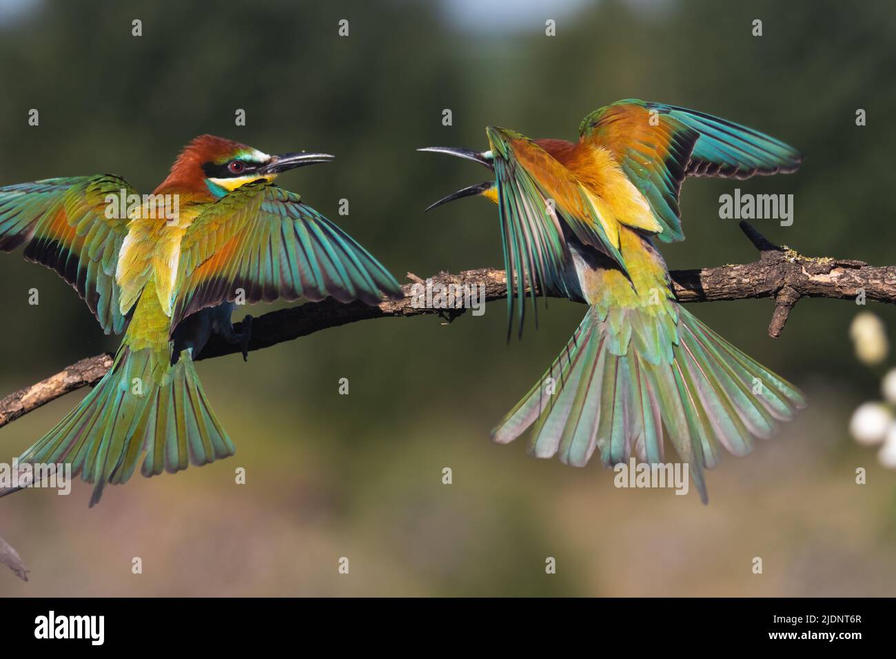 Parrot open wings hi-res stock photography and images - Alamy