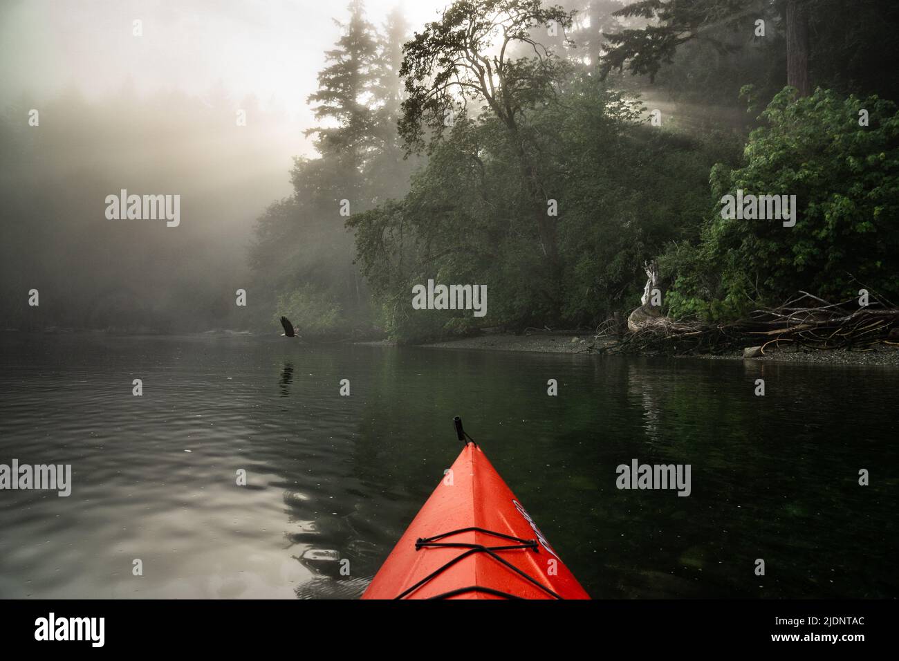A bald eagle flies past the bow of a bright red kayak as it slips ...