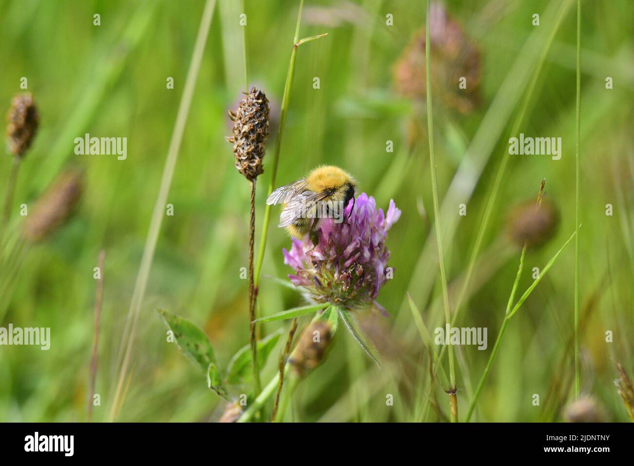 Bumble Bee meadow Stock Photo - Alamy